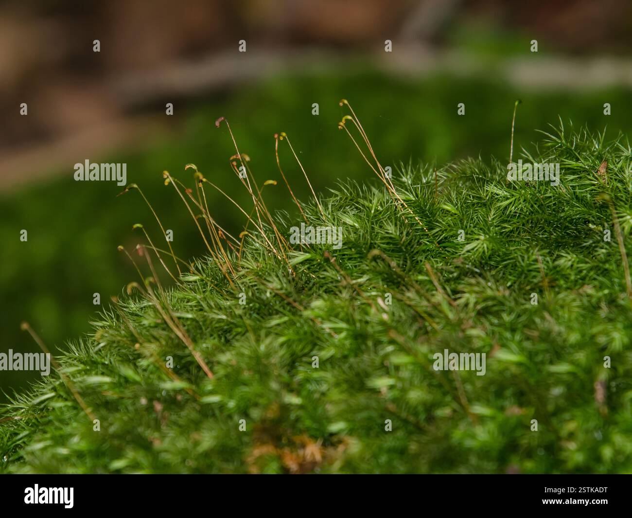 Where life begins small, but never insignificant — the green spine of ...
