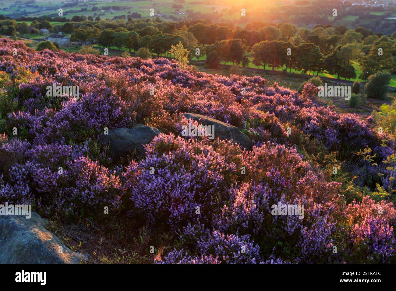 Heather in flower hi-res stock photography and images - Alamy