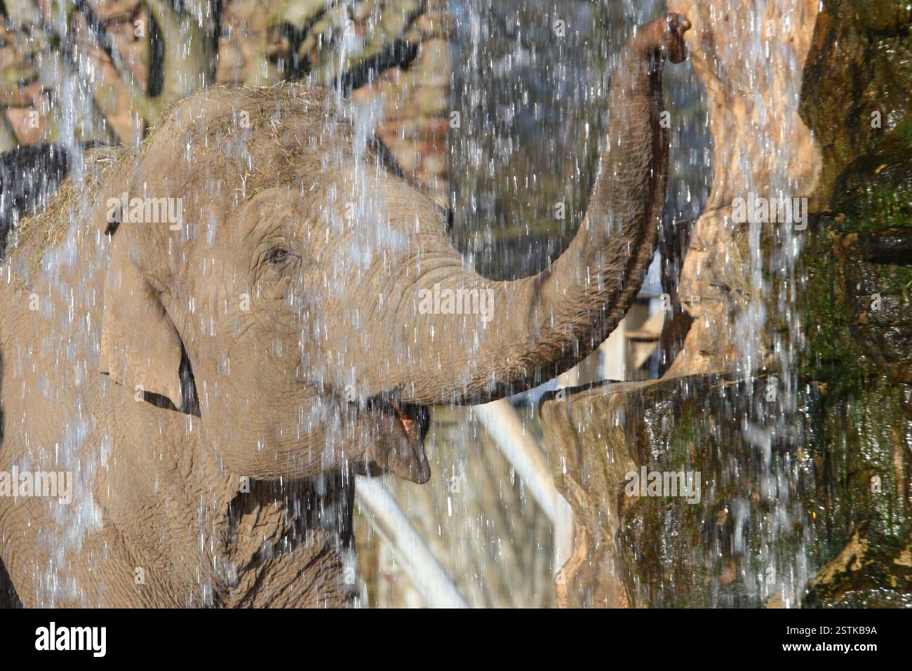 Asian elephant waterfall hi-res stock photography and images - Alamy