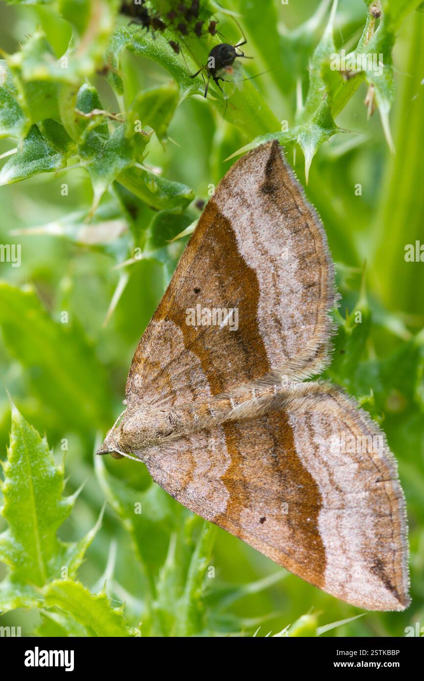 Shaded broad-bar Moth ( Scotopteryx chenopodiata Stock Photo - Alamy