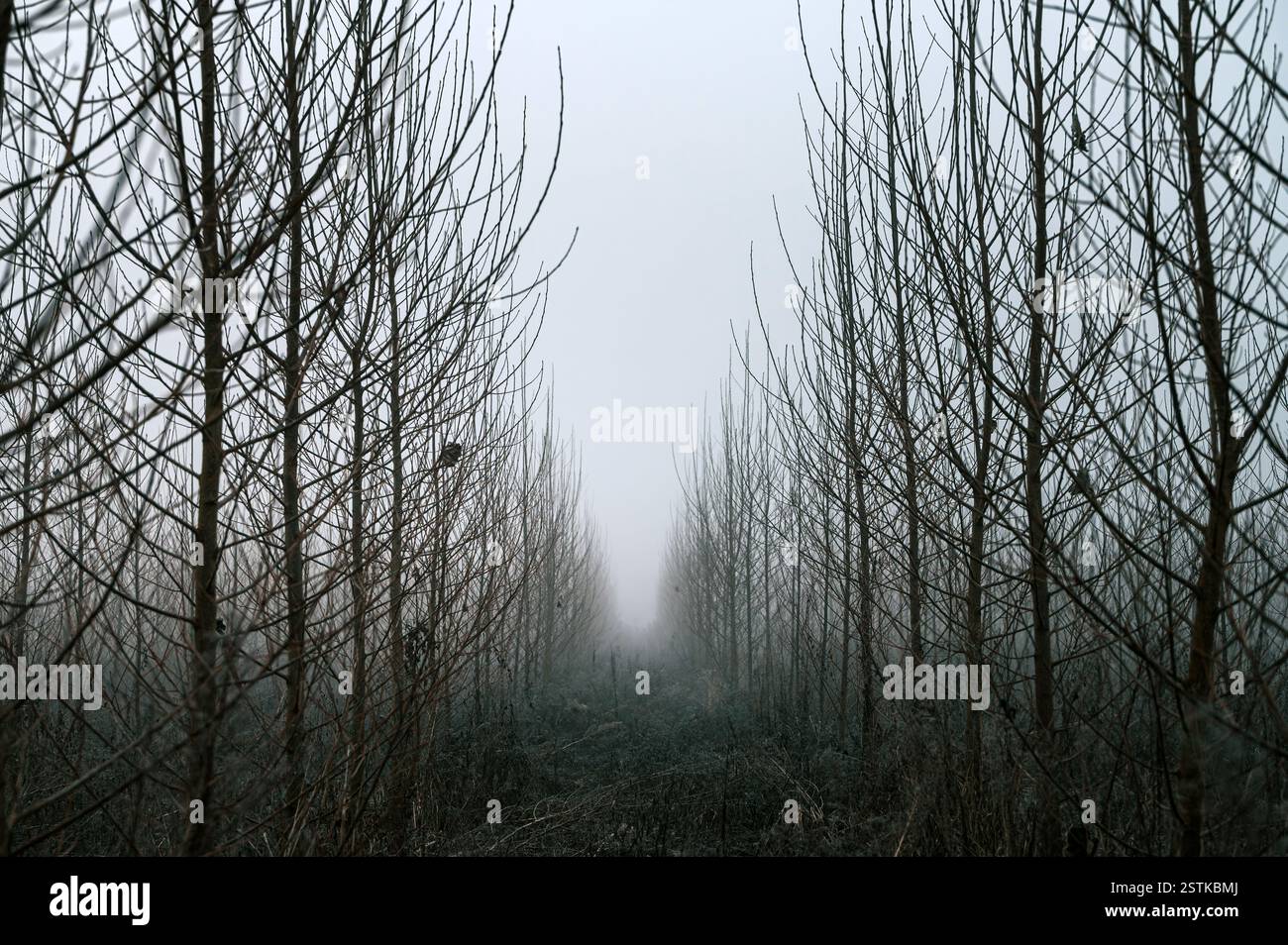 Depression and Melancholy Captured in a Foggy, Dark Autumn Morning ...