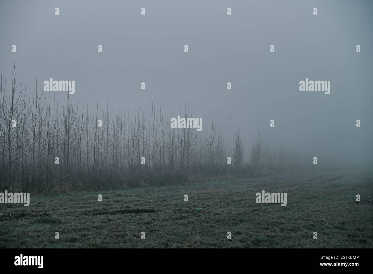 Depression and melancholy in a photo from a foggy dark autumn morning ...