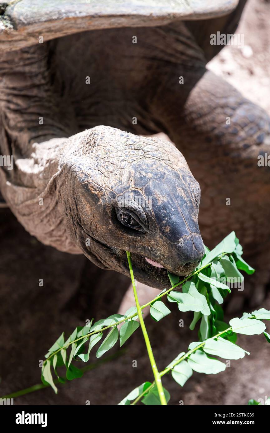 Close-up view of a giant tortoise's head and neck as it delicately eats ...
