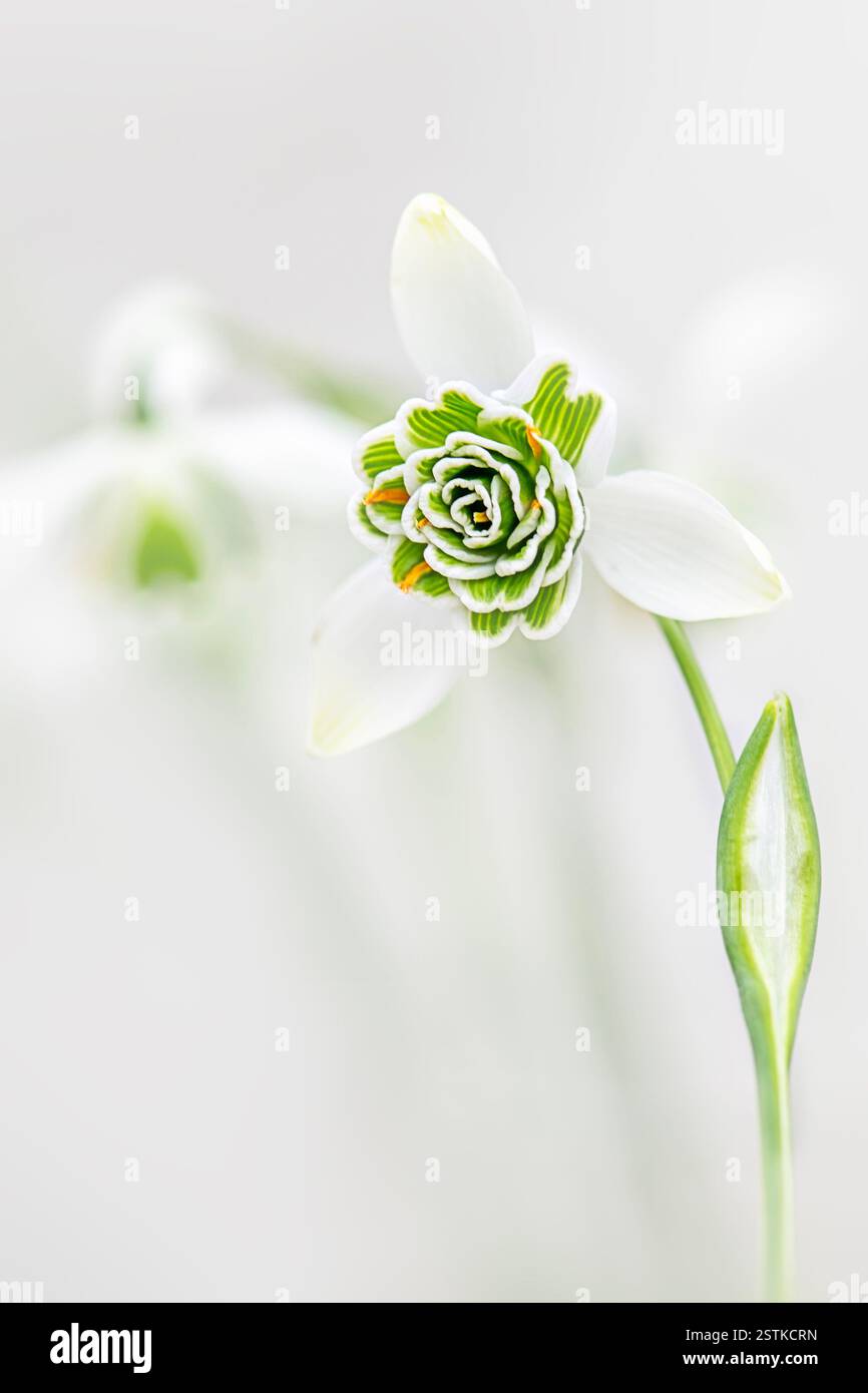Beautiful english common snowdrop flowers also known as Galanthus ...