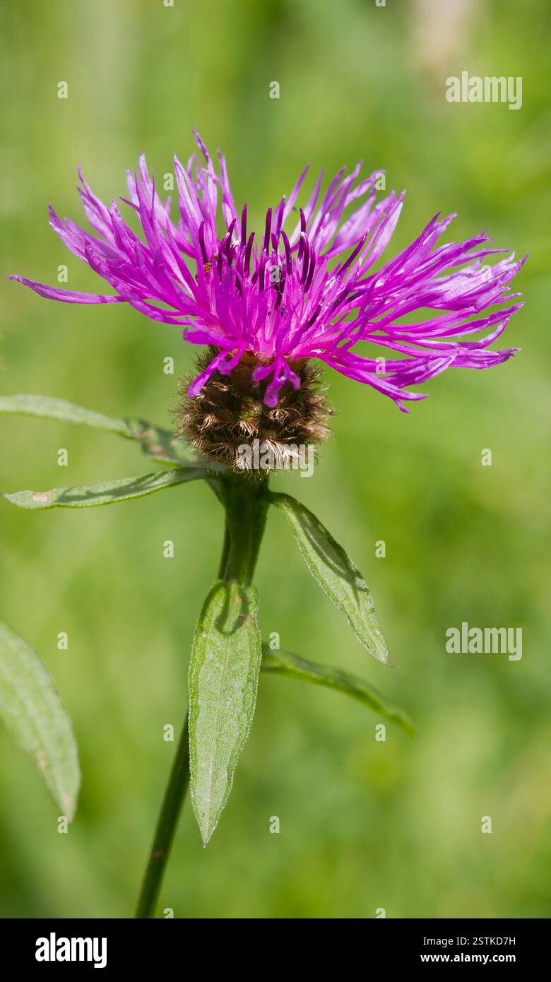 Common (Black) Knapweed Centaurea nigra 'rayed' Stock Photo - Alamy