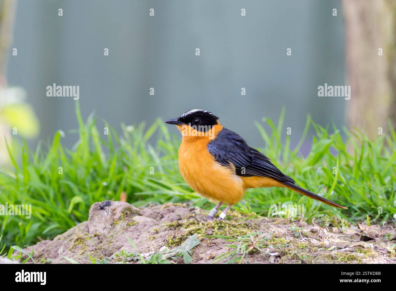 Snowy crowned robin hi-res stock photography and images - Alamy