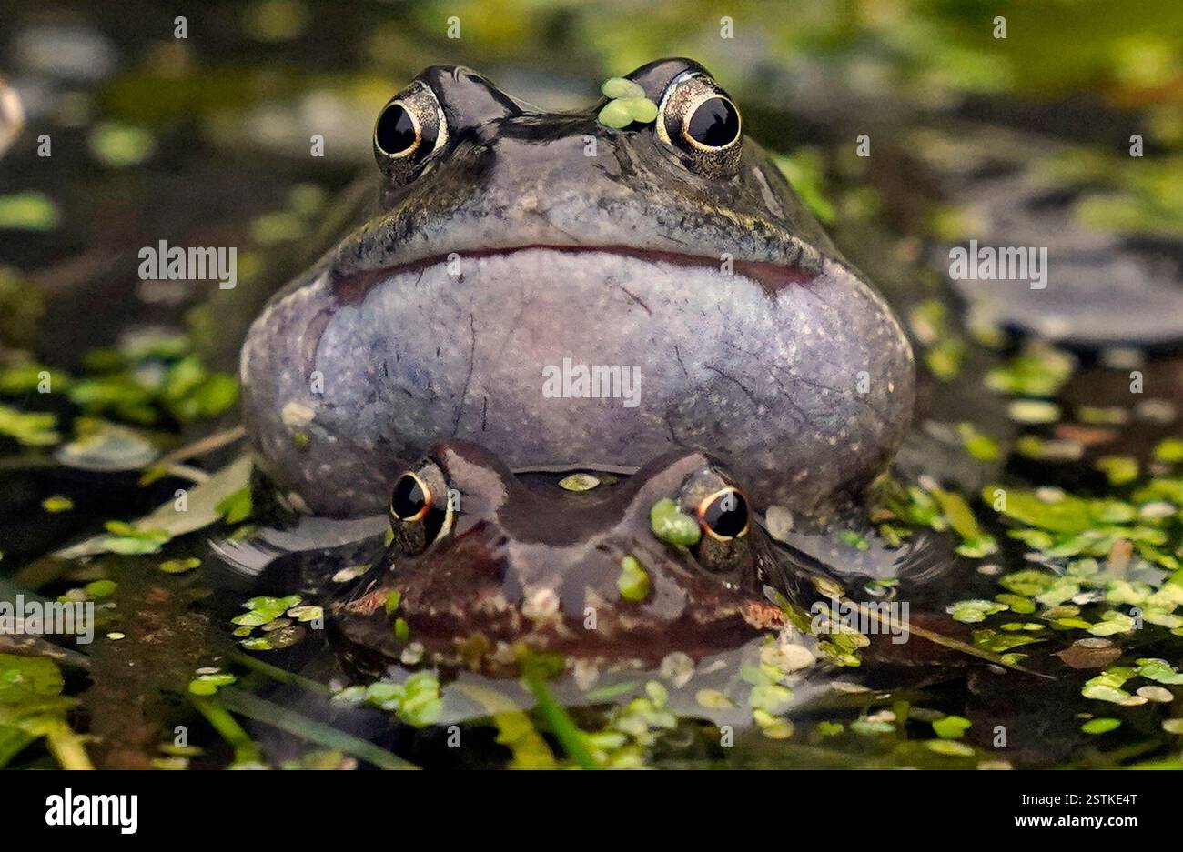 Frogs ireland breeding 2025 hi-res stock photography and images - Alamy