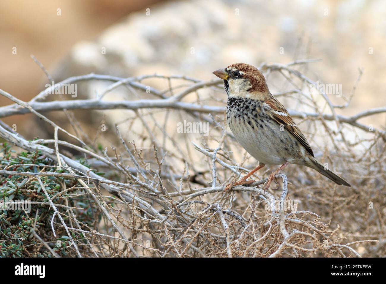 Spanish sparrow (Passer hispaniolensis Stock Photo - Alamy