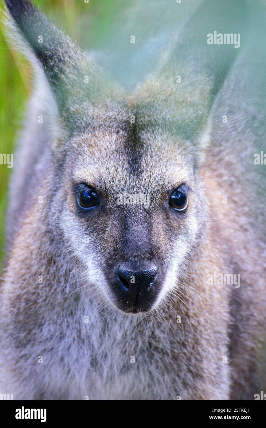 Kangaroo in meadow hi-res stock photography and images - Alamy