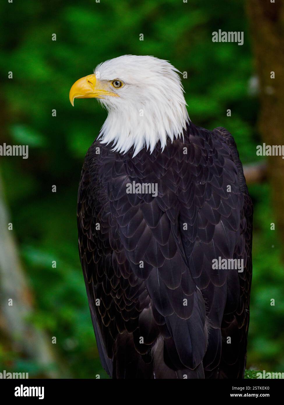 Bald eagle perching hi-res stock photography and images - Alamy