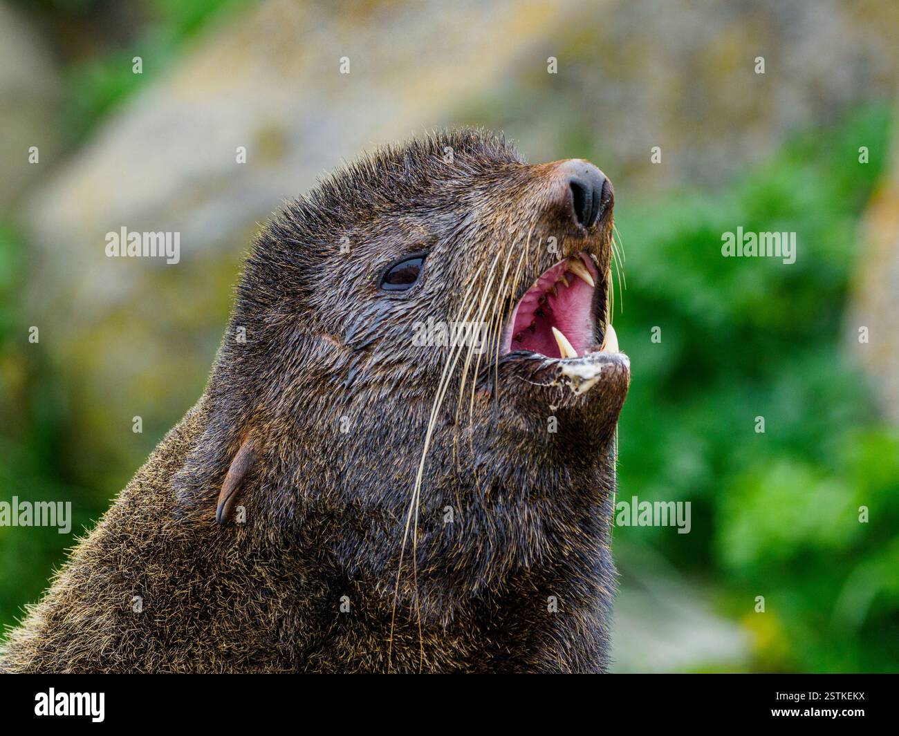 Seal with mouth open hi-res stock photography and images - Alamy