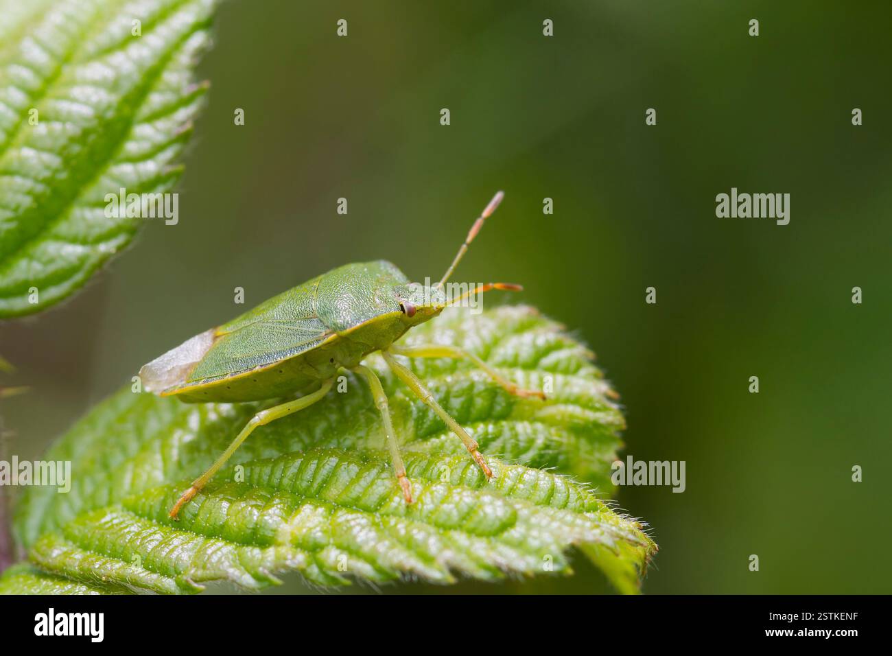 Green Shield bug (Palomena prasina Stock Photo - Alamy