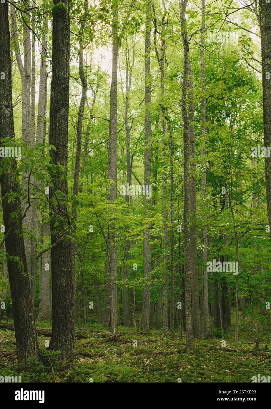 Green trees growing in hi-res stock photography and images - Alamy