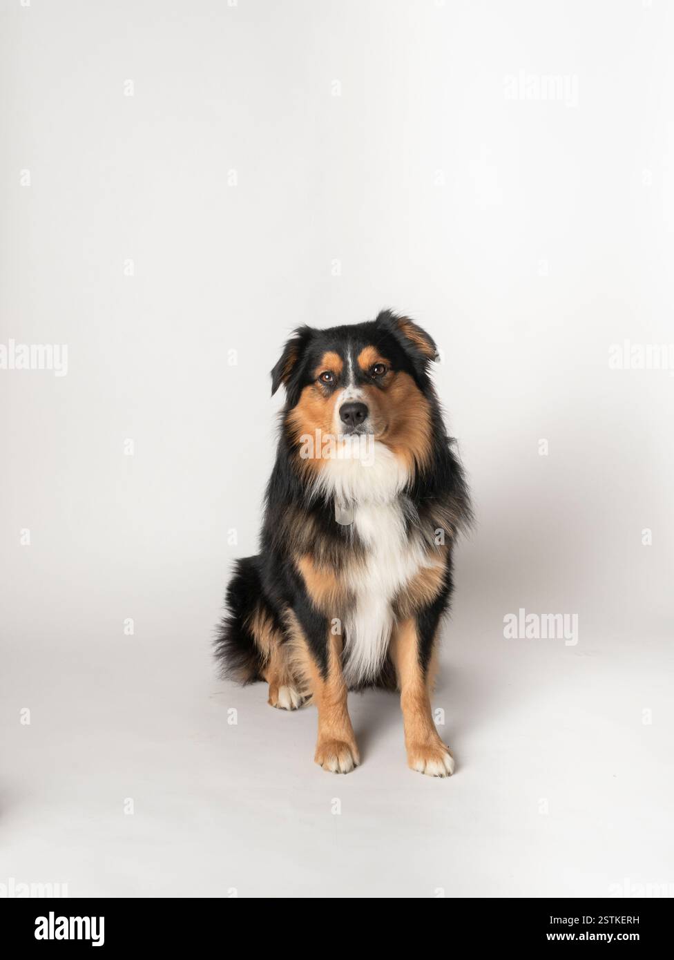 Studio shot of Black Tri Australian Shepard sitting on white background ...