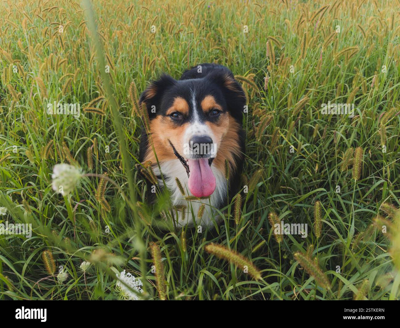 Australian Shepard sitting in tall grass Stock Photo - Alamy