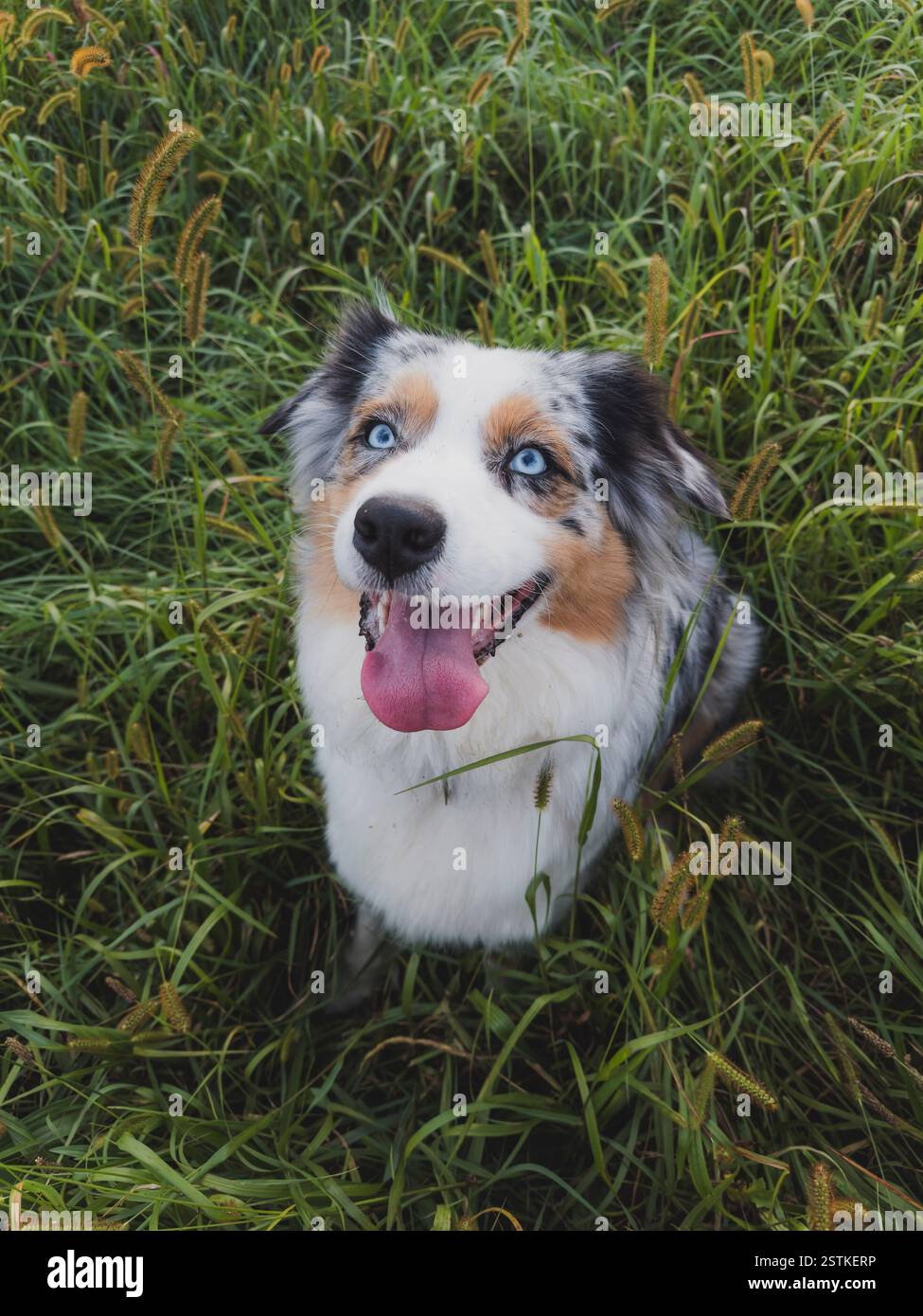 Australian Shepard sitting in tall grass Stock Photo - Alamy