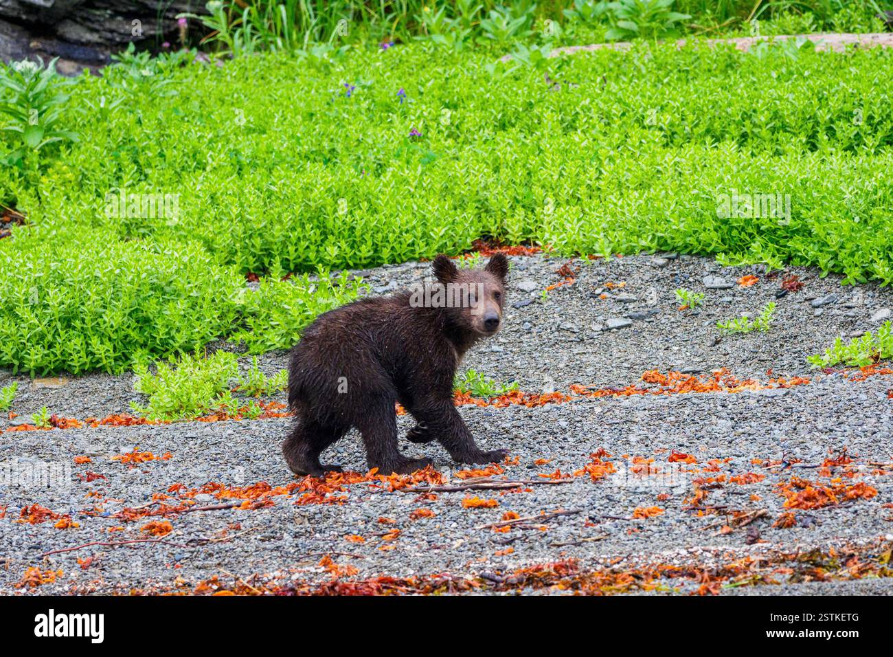 Bear cub in alaska hi-res stock photography and images - Alamy