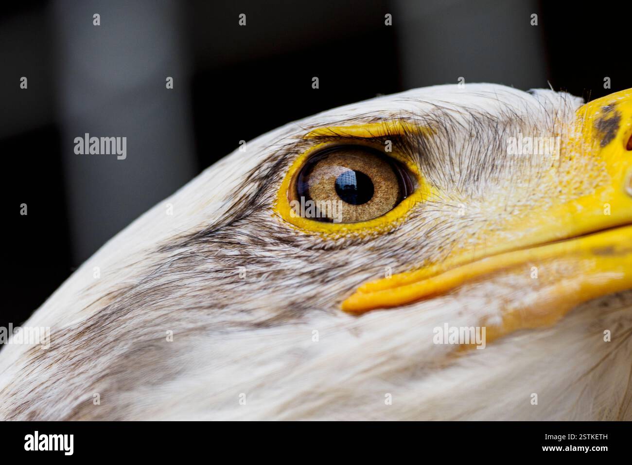 Bald eagle close up hi-res stock photography and images - Alamy