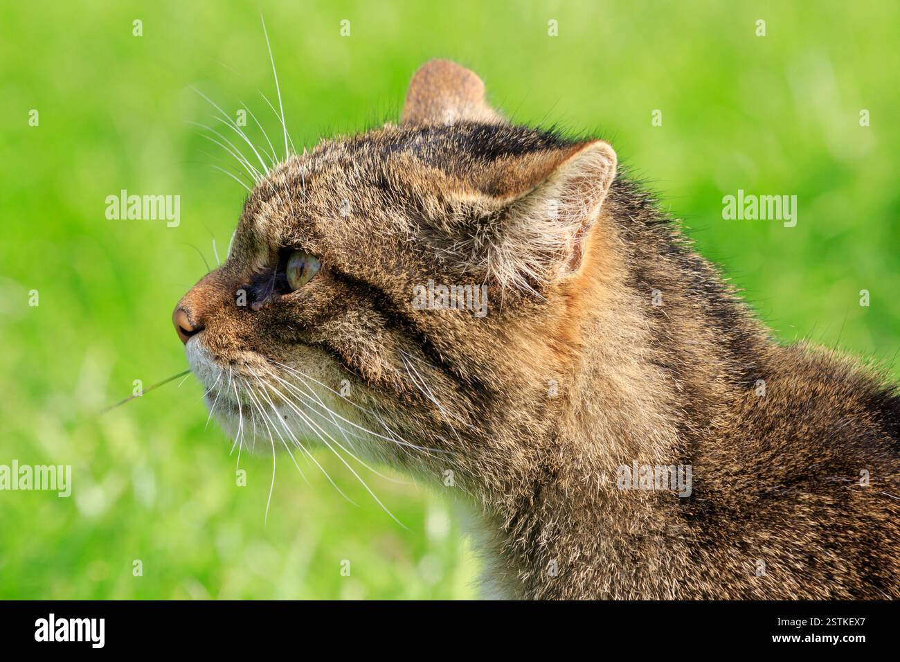 Scottish Wildcat (Felis silvestris) prowling in the wild Stock Photo ...