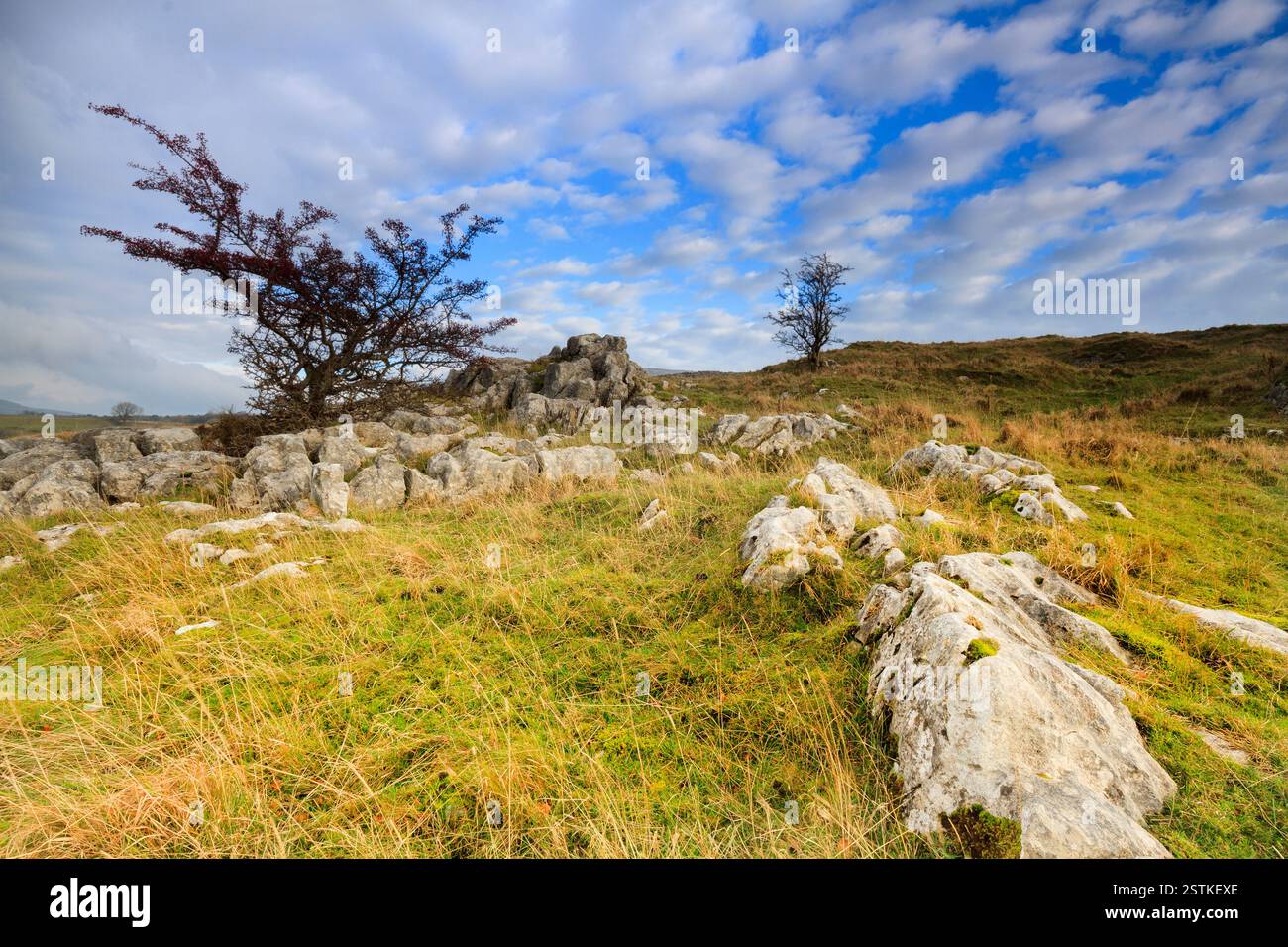 Limestone Pavement in the yorkshire dales Stock Photo - Alamy
