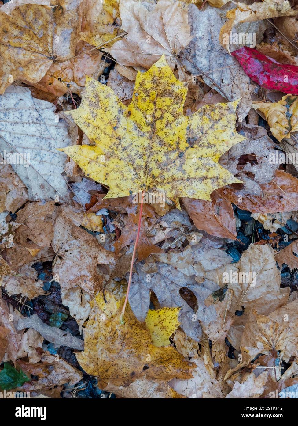 Overhead view maple leaves hi-res stock photography and images - Alamy
