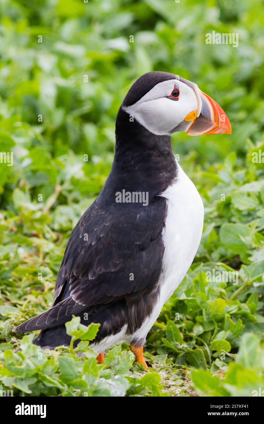 Bempton cliff puffins hi-res stock photography and images - Alamy