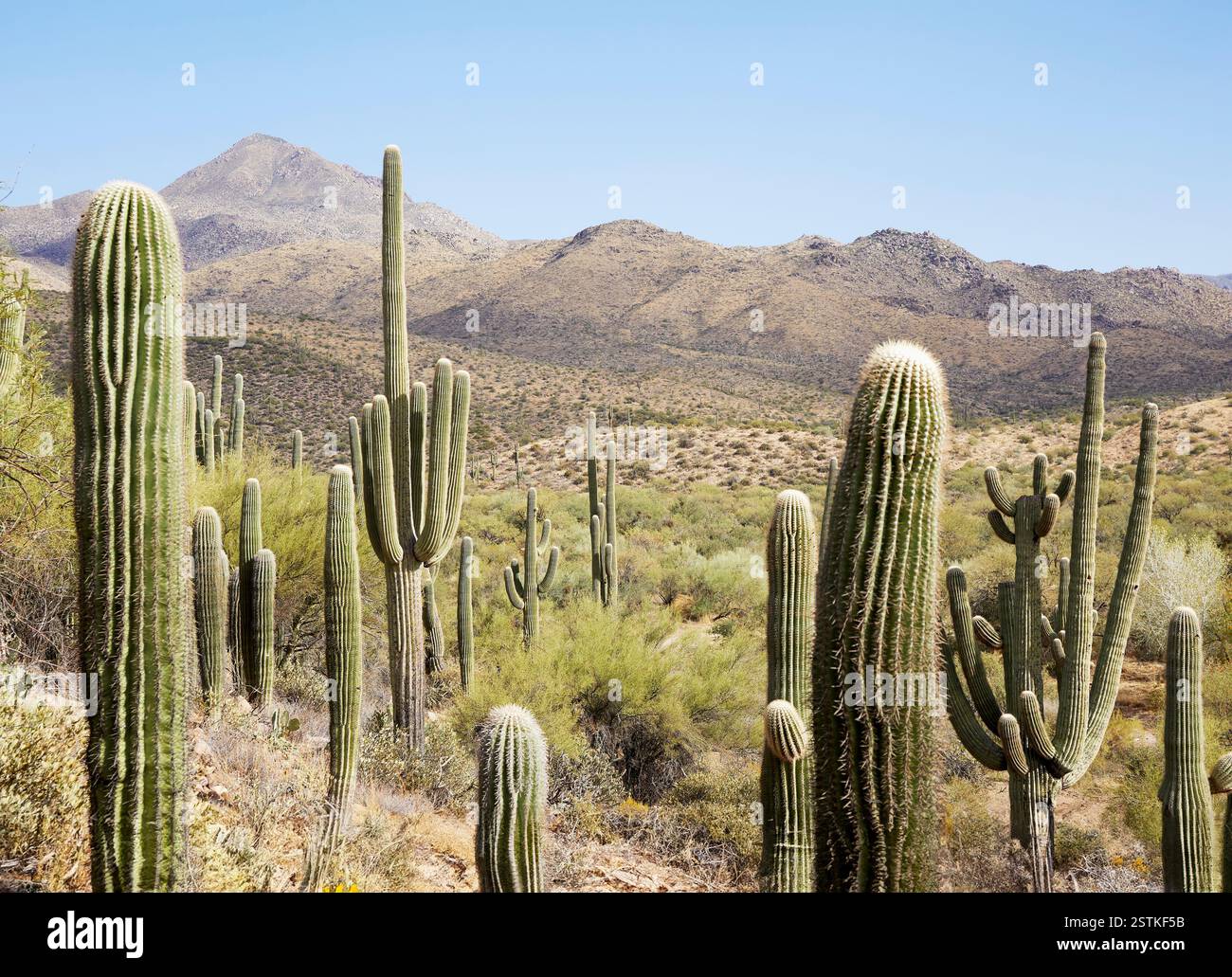 Desert landscape with green bushes and saguaro cacti Stock Photo - Alamy