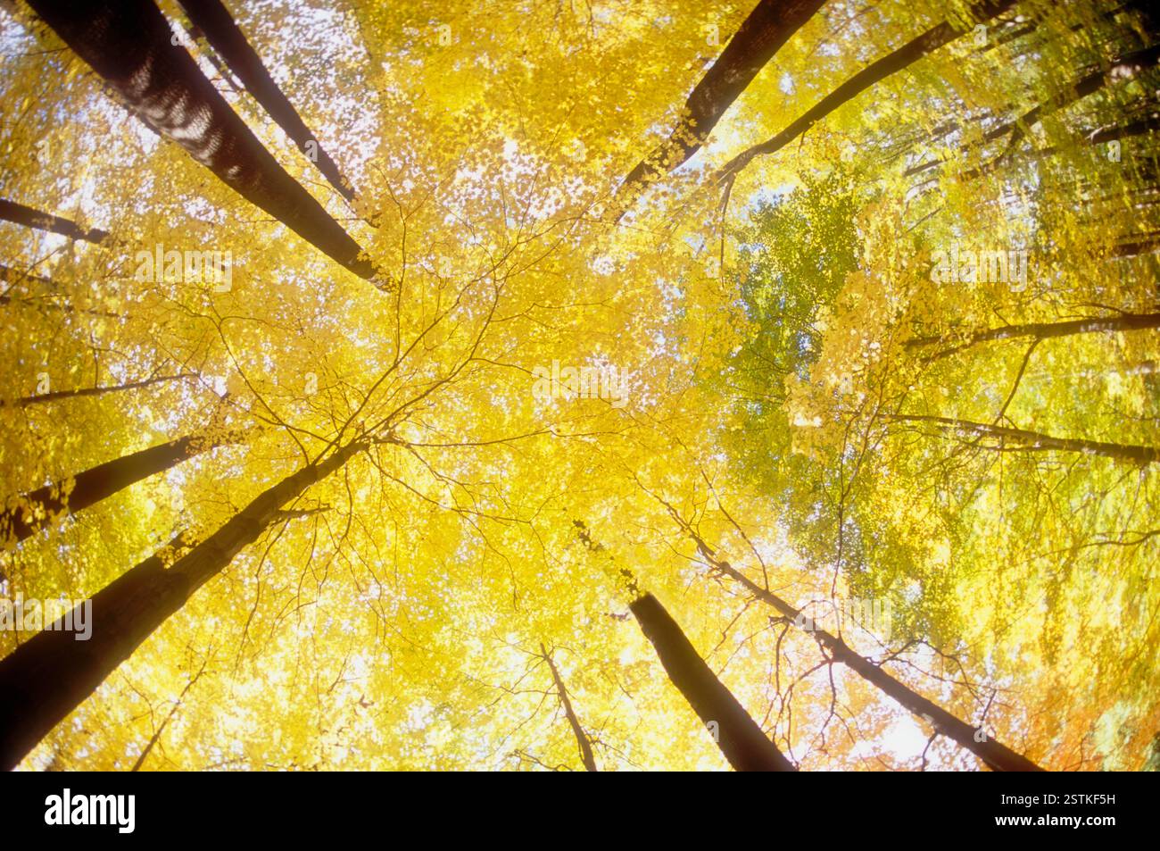 Tree seen from below below hi-res stock photography and images - Alamy