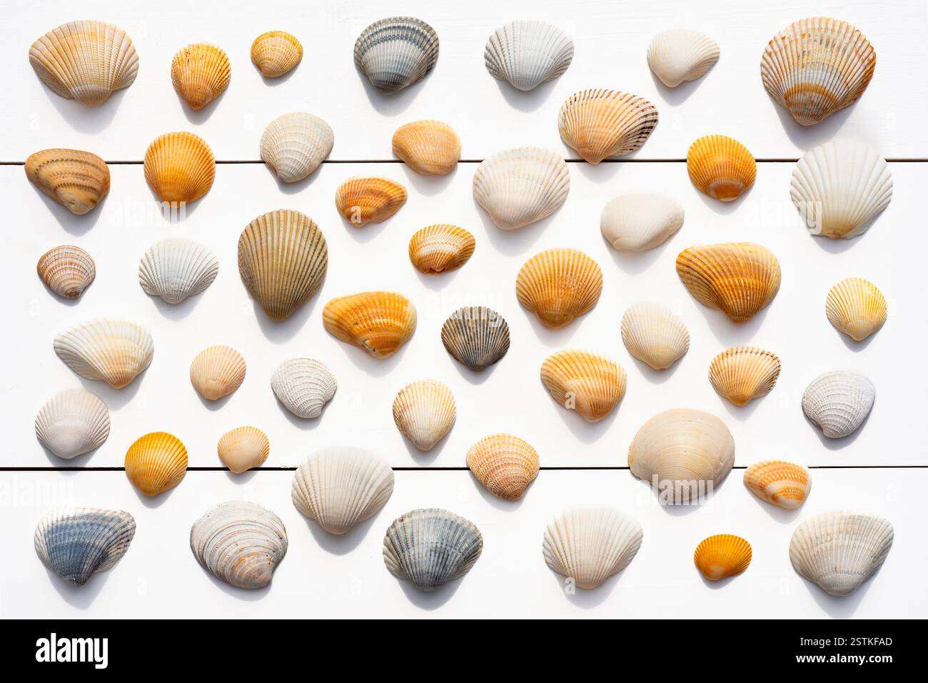 Overhead view of assortment of sea shells on white wooden surface Stock ...