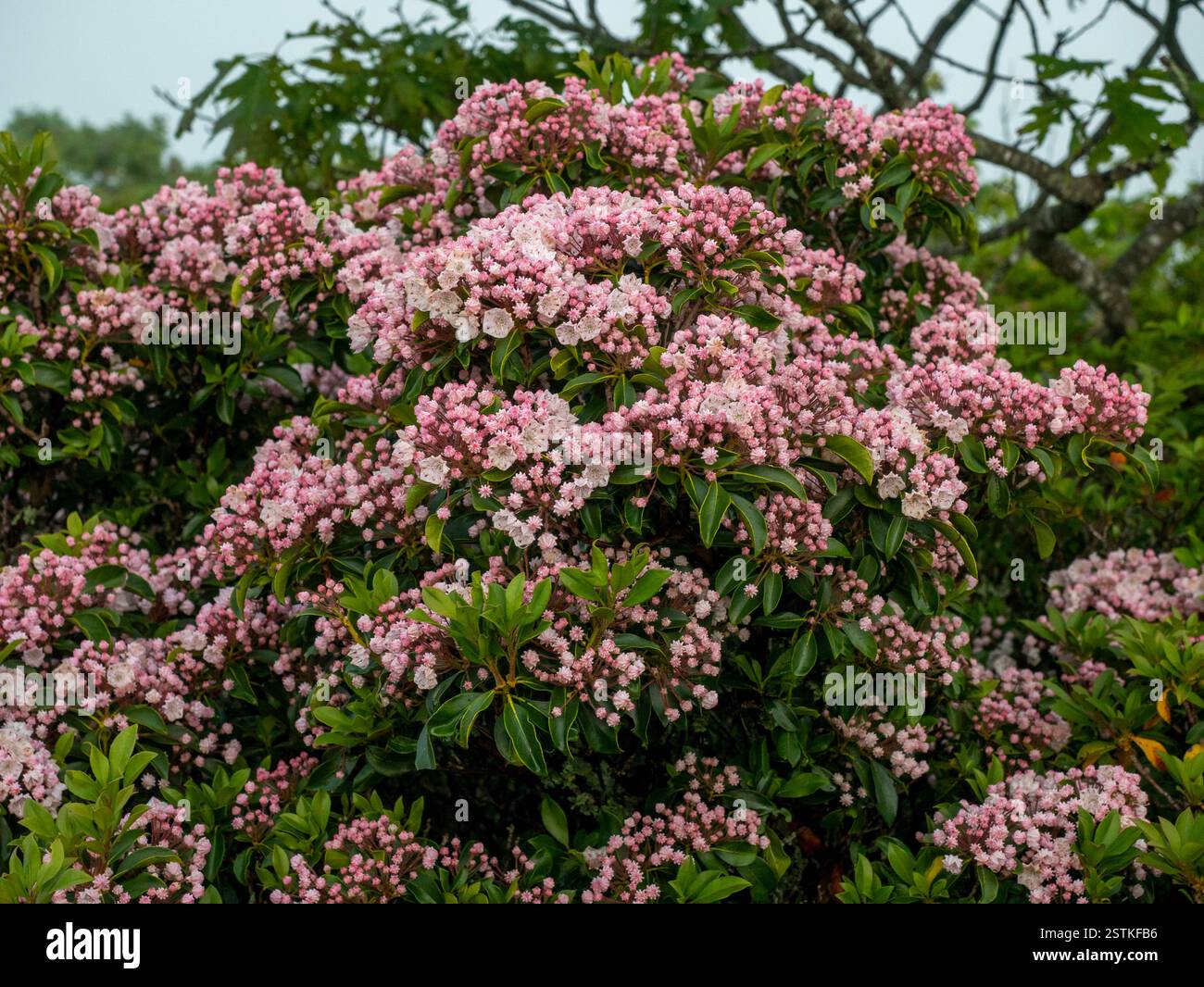 Pink blooming Mountain Laurel bush Stock Photo - Alamy