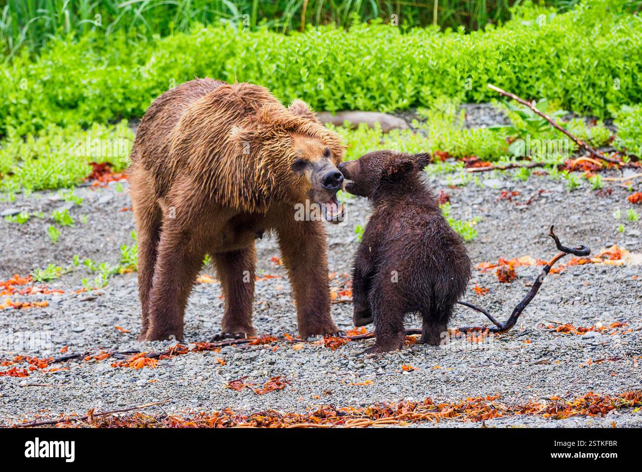 Brown bear adult with cub in meadow Stock Photo - Alamy
