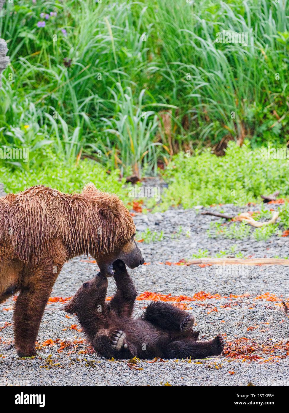 Brown bear adult with cub in meadow Stock Photo - Alamy