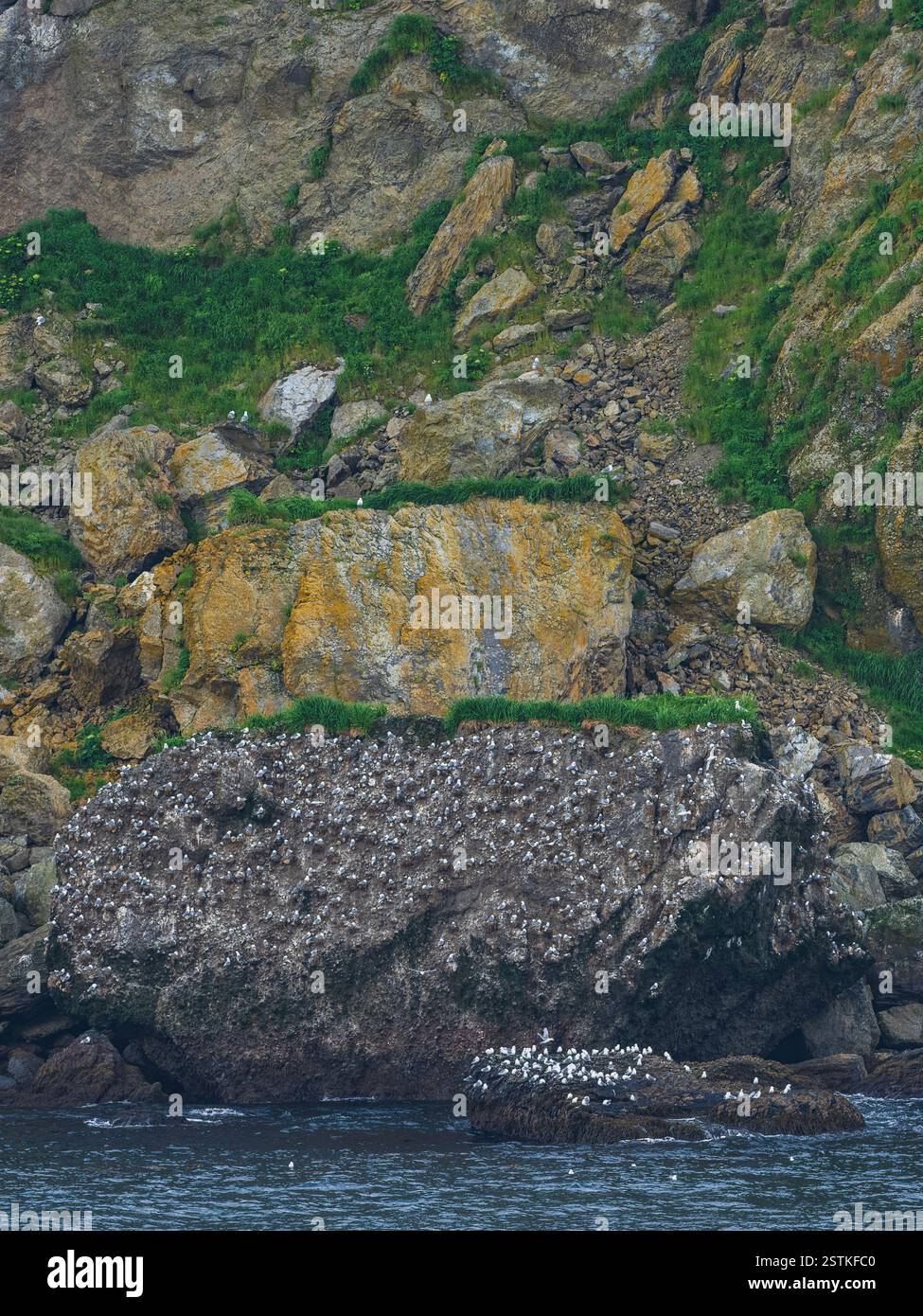 Colony of sea birds nesting on cliff Stock Photo - Alamy