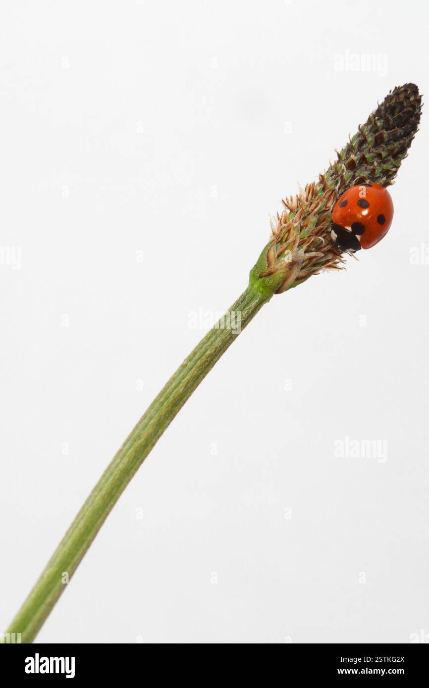 Ladybird close-up isolated on a white background Stock Photo - Alamy