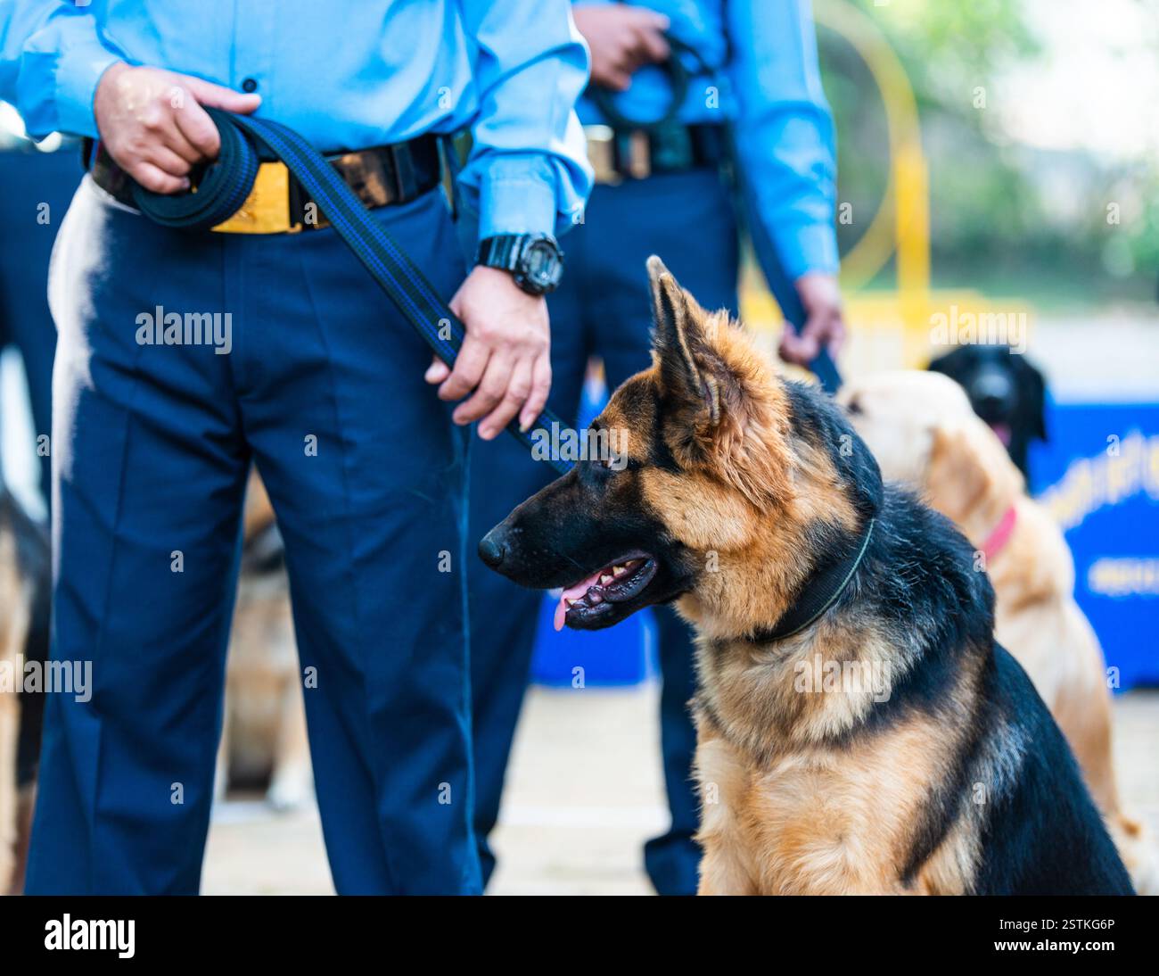 Nepal Police celebrates Kukur Tihar in Kathmandu Stock Photo - Alamy