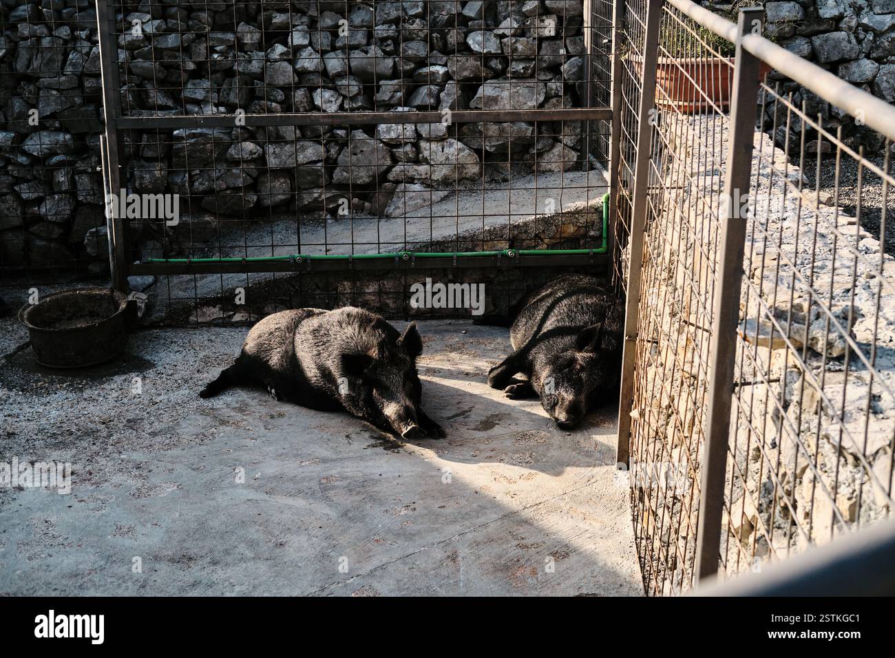Two black wild boars rest in a fenced enclosure, basking in the warm ...