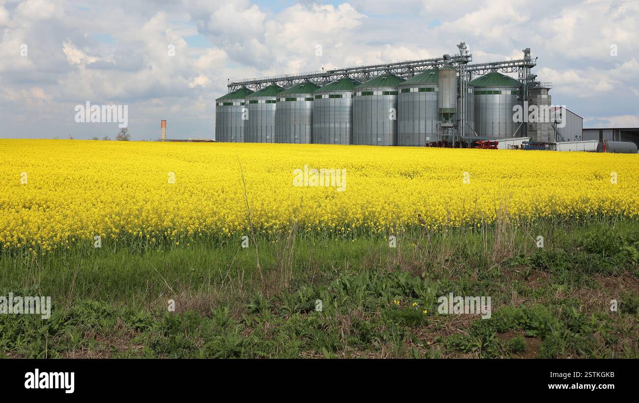 Canola field and big silo at farm hi-res stock photography and images ...
