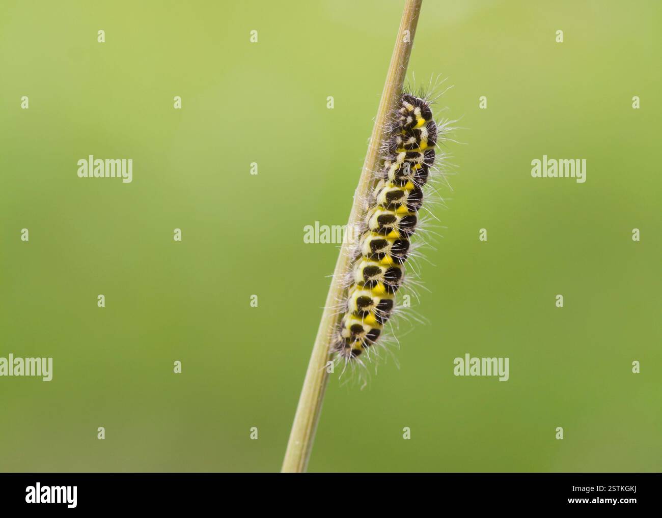 5-spot Burnet Caterpillar Stock Photo - Alamy