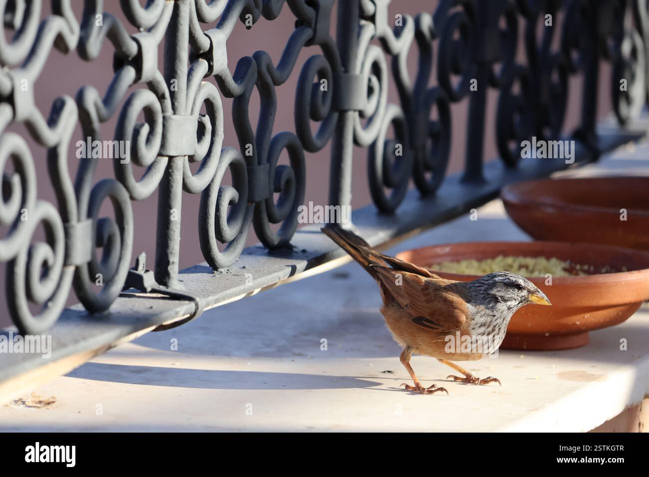 House bunting bird on a rooftop in the Mellah Marrakech Stock Photo - Alamy