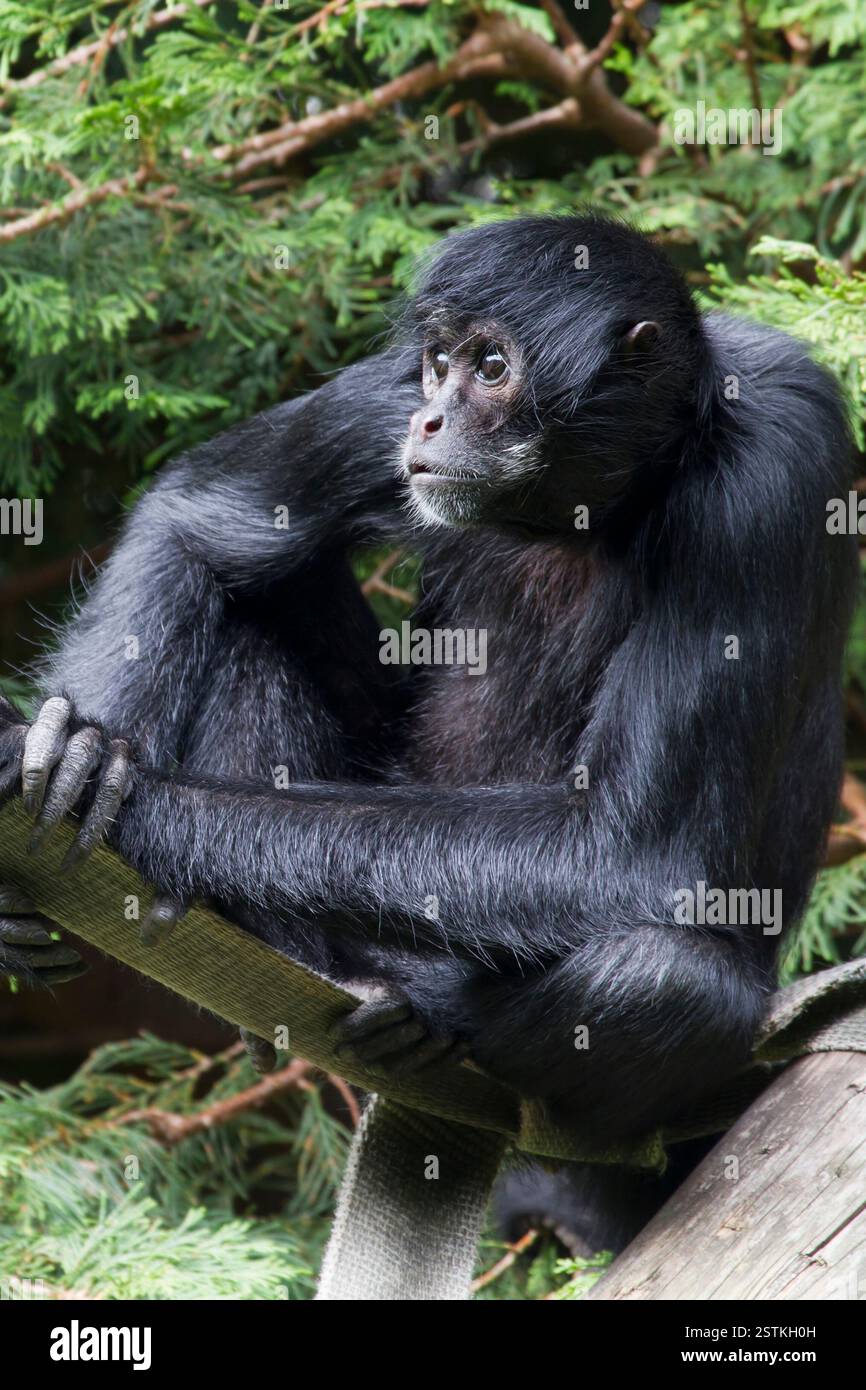 Close up spider monkey hi-res stock photography and images - Alamy