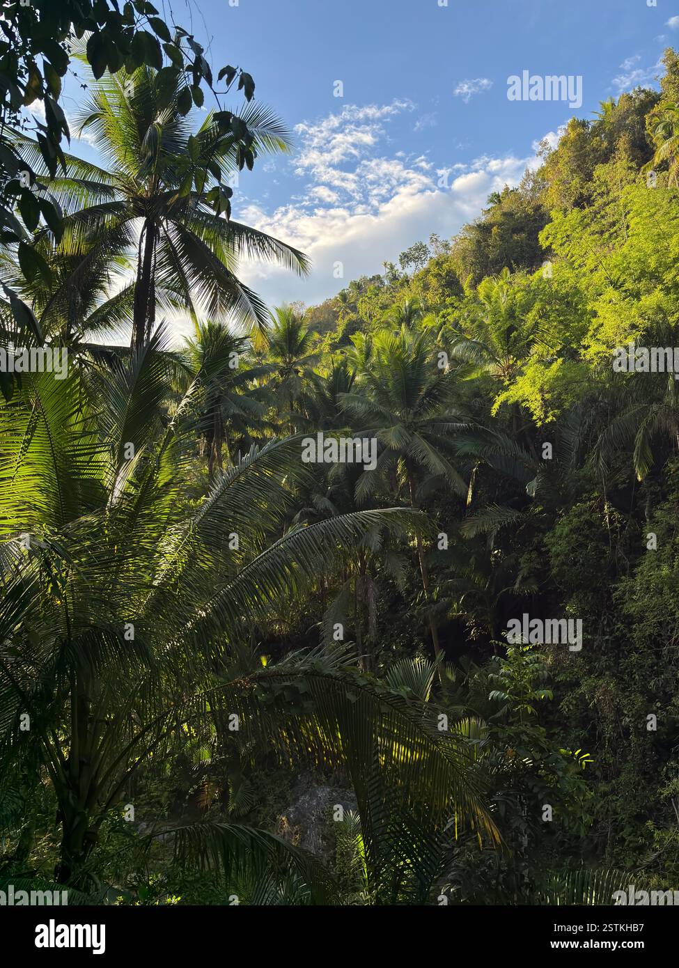 Lush Tropical Palm Trees in the Philippines Stock Photo - Alamy