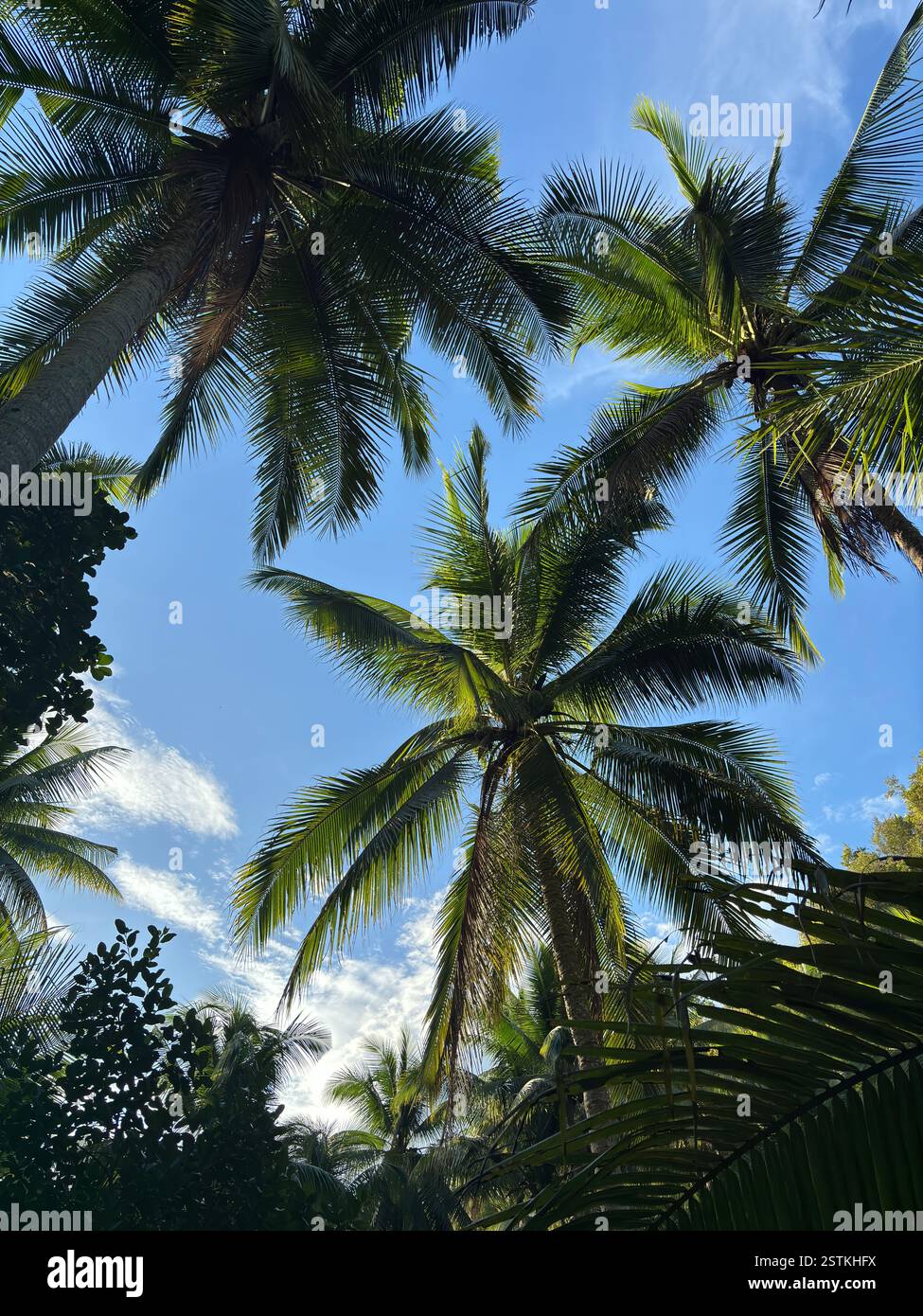 Explore lush greenery tropical hi-res stock photography and images - Alamy