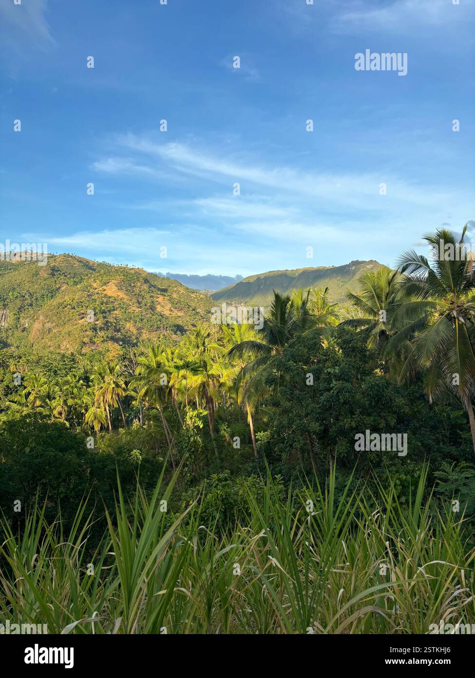 Lush Tropical Palm Trees in the Philippines Stock Photo - Alamy