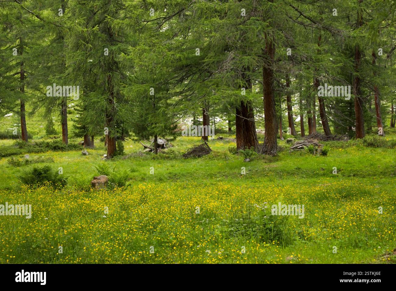 larch forest in the Grossglockner area in Austria - High mountains of ...