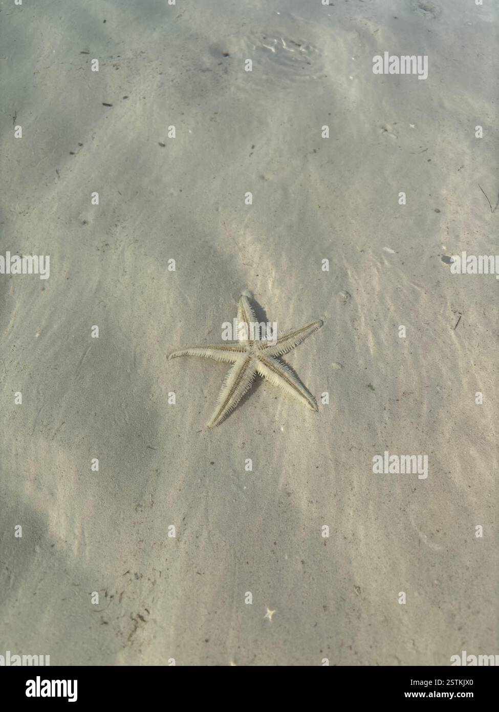 Starfish on Sandy Ocean Floor in the Philippines Stock Photo - Alamy