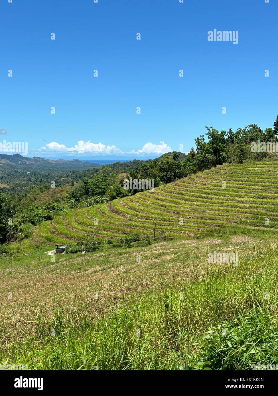 Lush Cadapdapan Rice Terraces in Bohol, Philippines – A Green Paradise ...