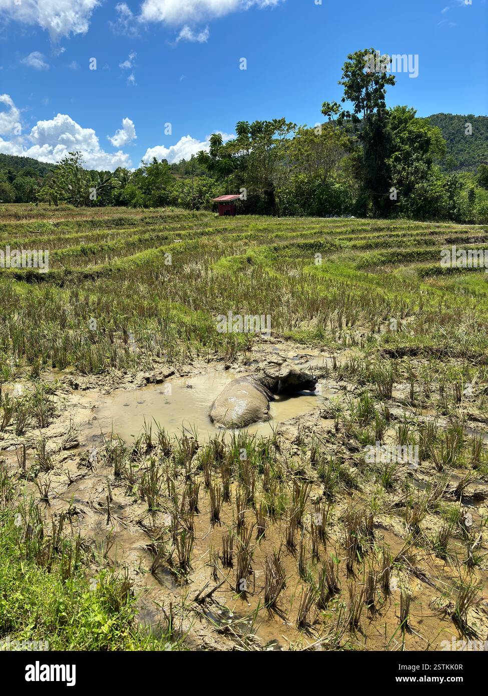 Lush Cadapdapan Rice Terraces in Bohol, Philippines – A Green Paradise ...