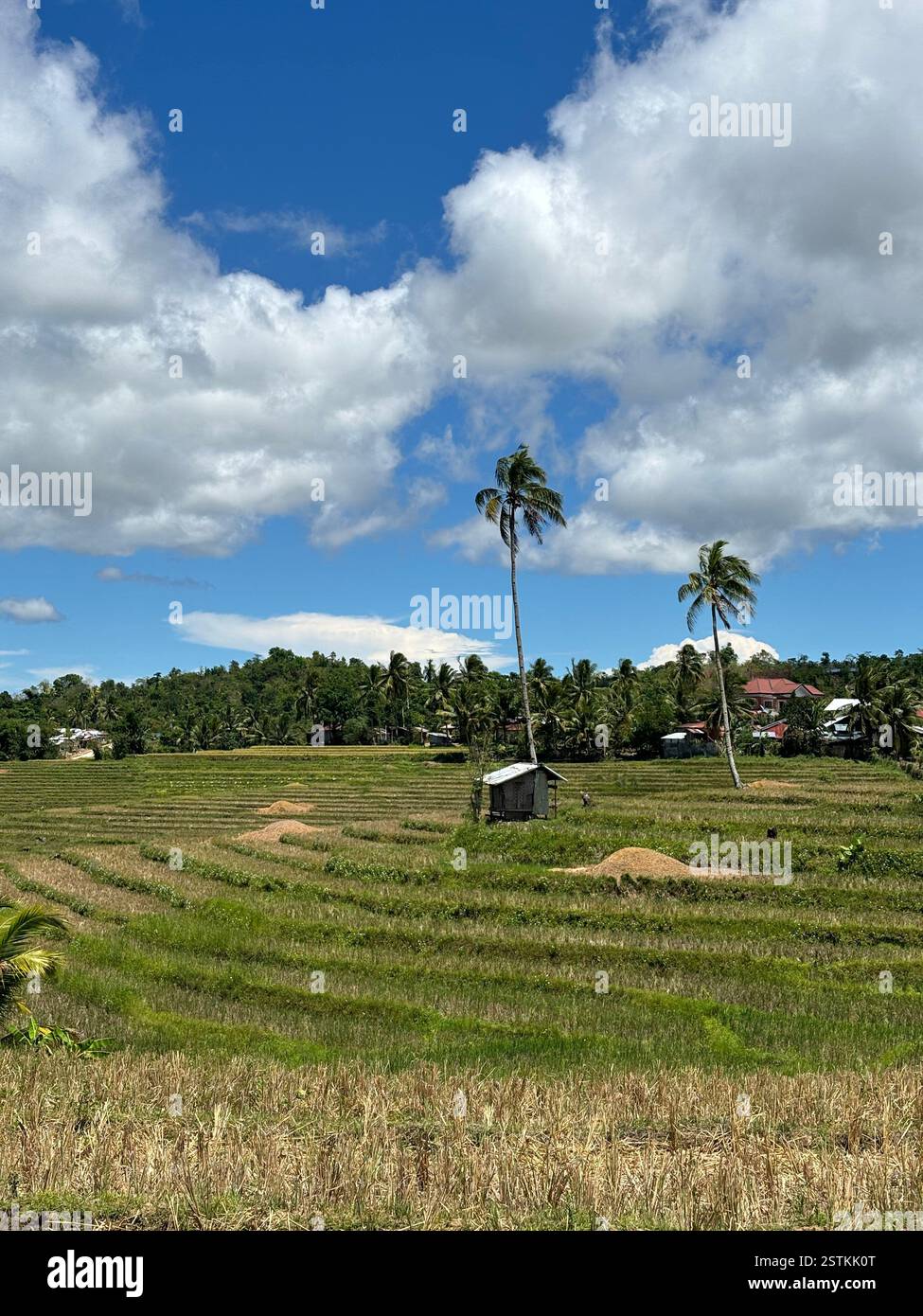 Lush Cadapdapan Rice Terraces in Bohol, Philippines – A Green Paradise ...
