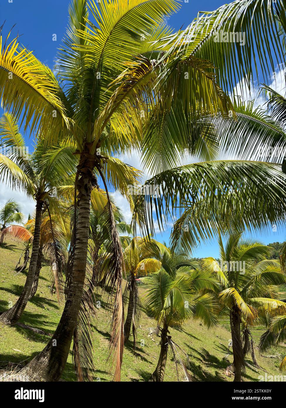 Lush Cadapdapan Rice Terraces in Bohol, Philippines – A Green Paradise ...