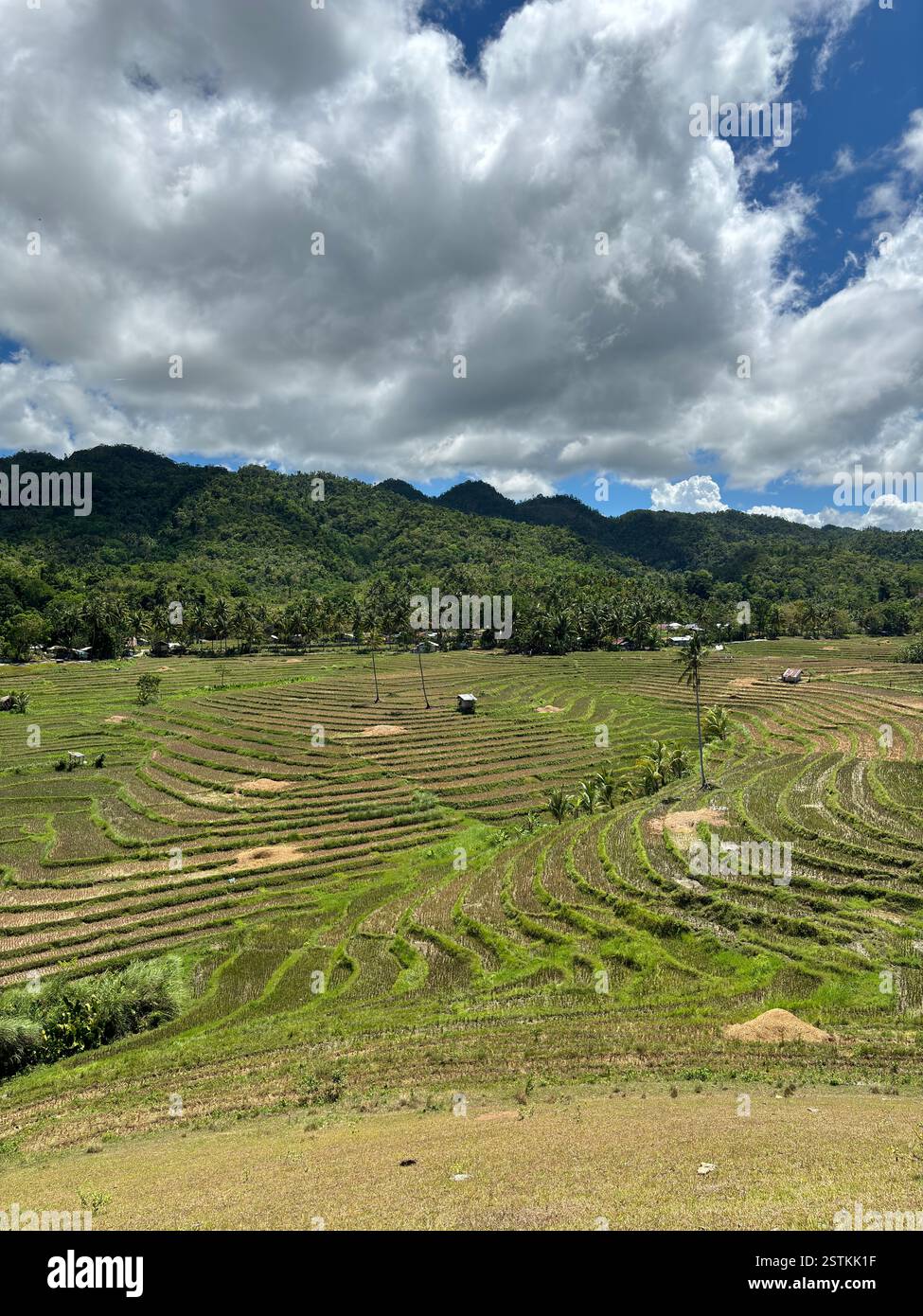 Lush Cadapdapan Rice Terraces in Bohol, Philippines – A Green Paradise ...